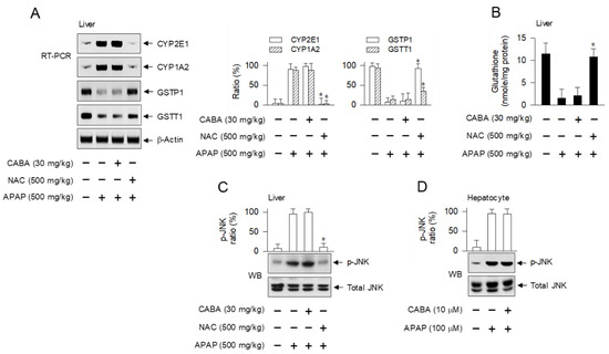 Targeting IKKβ Activity to Limit Sterile Inflammation in Acetaminophen ...