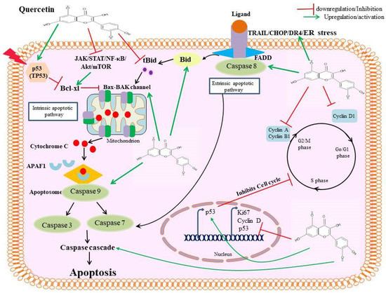 Apoptotic Mechanisms of Quercetin in Liver Cancer: Recent Trends and ...