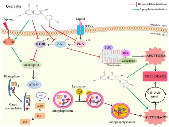 Apoptotic Mechanisms of Quercetin in Liver Cancer: Recent Trends and ...
