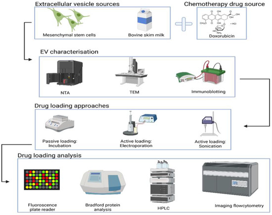 Doxorubicin Loading into Milk and Mesenchymal Stem Cells’ Extracellular ...