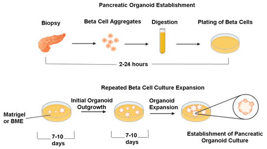 New Frontiers in Three-Dimensional Culture Platforms to Improve ...