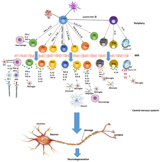 Recent Progress in Multiple Sclerosis Treatment Using Immune Cells as Targets