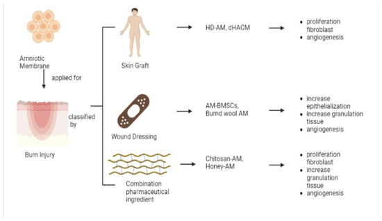 Application of Amniotic Membrane in Skin Regeneration