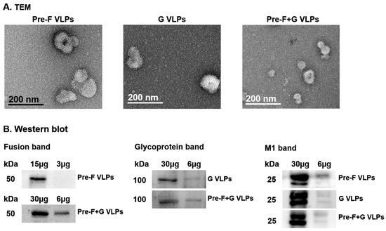 Virus-like Particle Vaccine Expressing the Respiratory Syncytial Virus ...