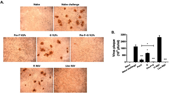 Virus-like Particle Vaccine Expressing the Respiratory Syncytial Virus ...