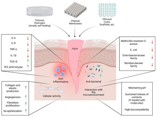 Pharmaceutics | Free Full-Text | Chitosan-Based Biomaterials for Tissue Regeneration