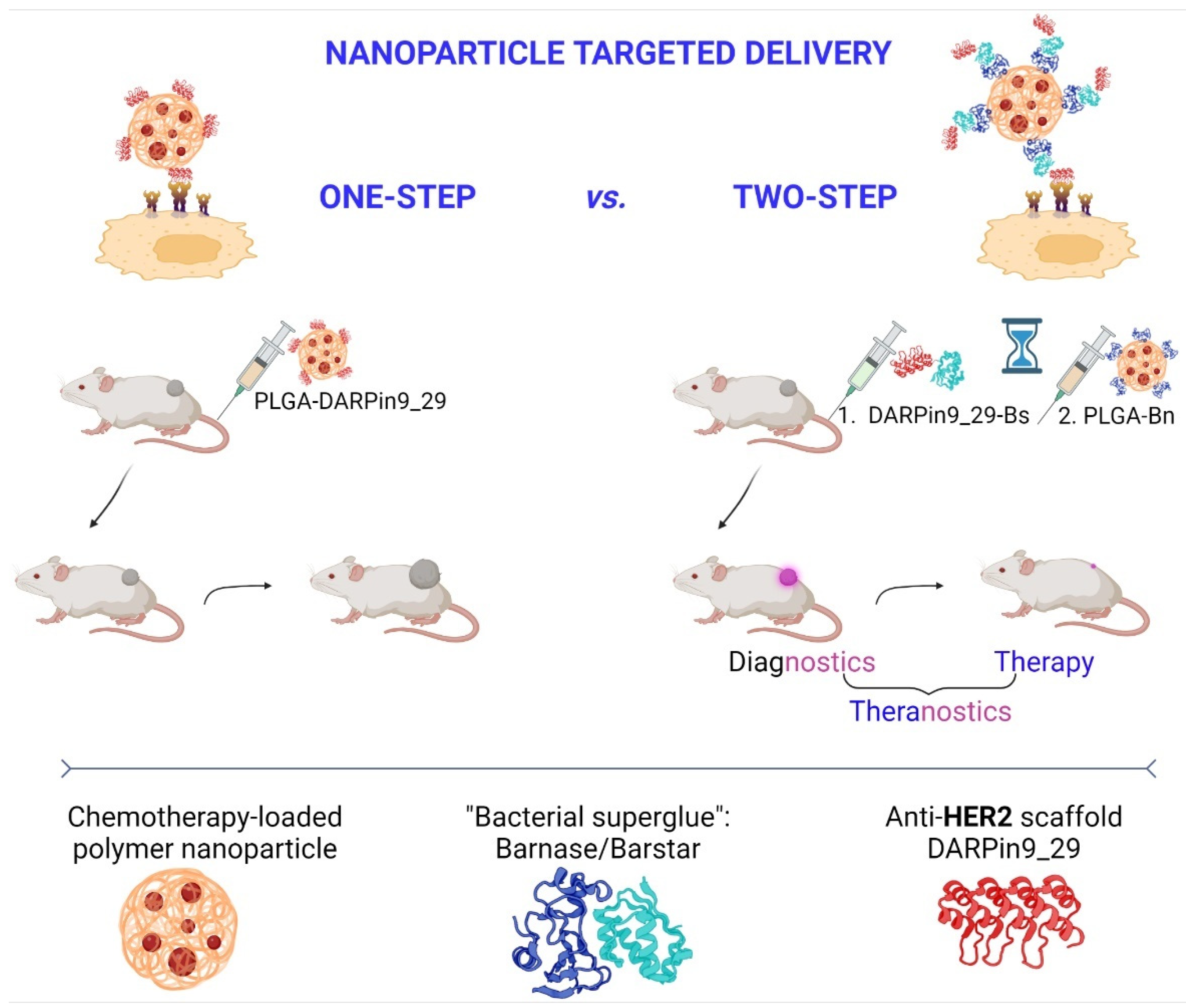 Targeted Two-Step Delivery of Oncotheranostic Nano-PLGA for HER2 ...