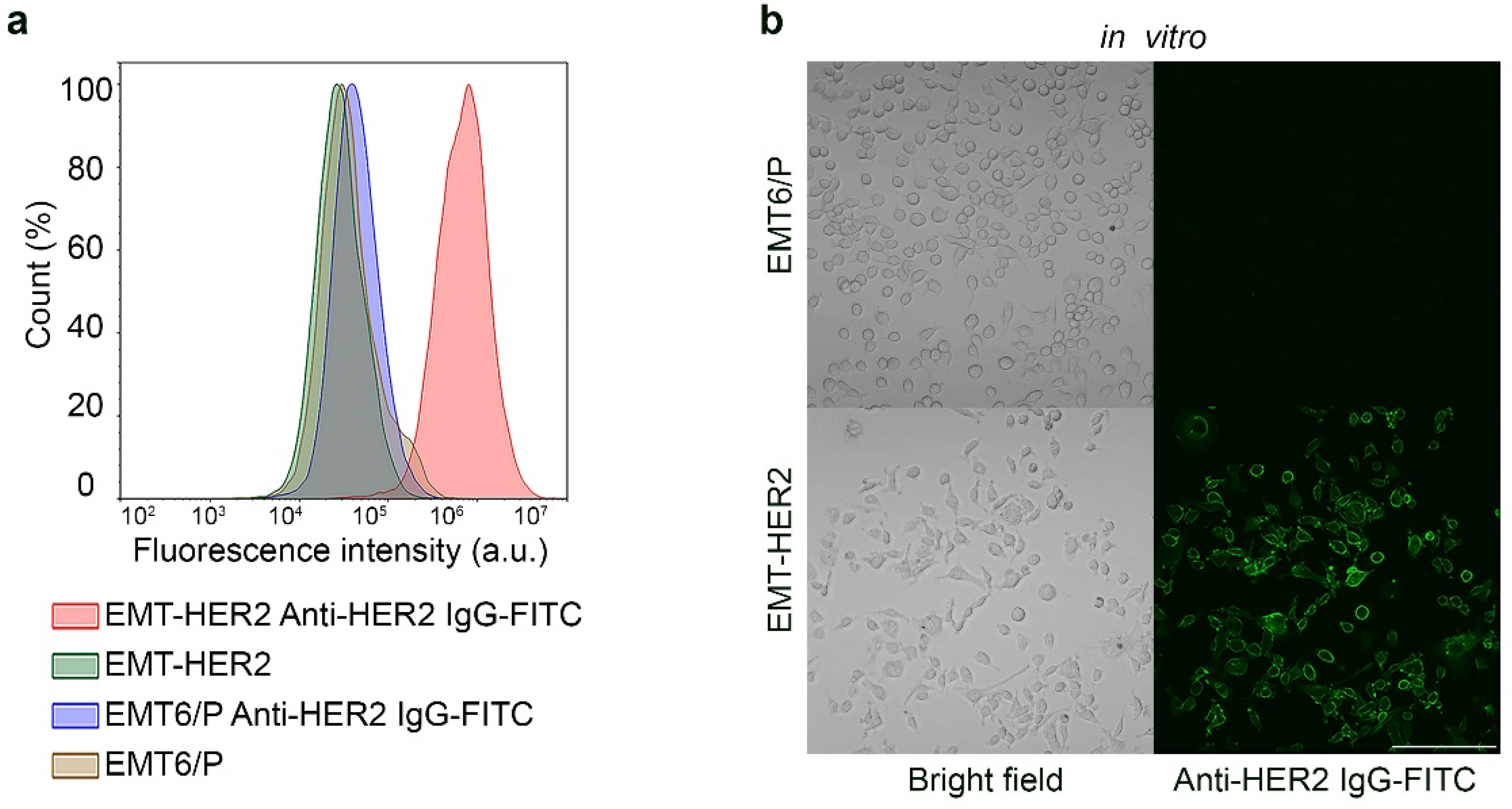 Targeted Two-Step Delivery of Oncotheranostic Nano-PLGA for HER2 ...
