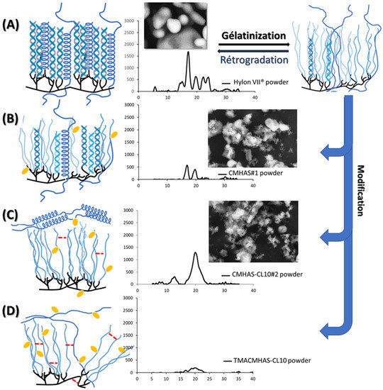 Anionic and Ampholytic High-Amylose Starch Derivatives as Excipients ...