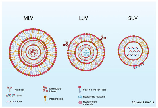 Nucleotides Entrapped in Liposome Nanovesicles as Tools for Therapeutic ...