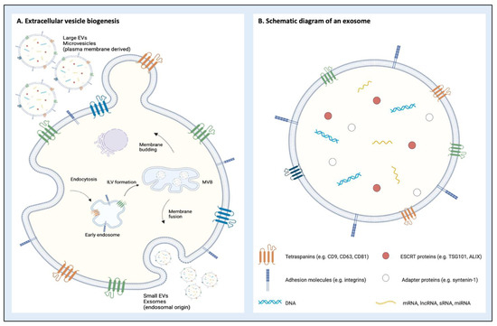 Extracellular Vesicles as Drug Delivery Systems in Organ Transplantation: The Next Frontier