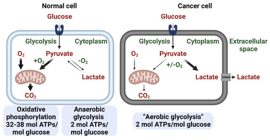 A Small Sugar Molecule with Huge Potential in Targeted Cancer Therapy