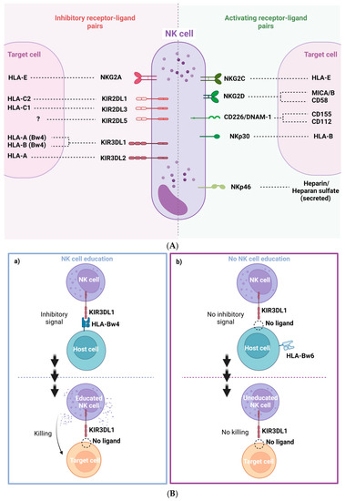 Immunomodulatory Activity of the Tyrosine Kinase Inhibitor Dasatinib to ...