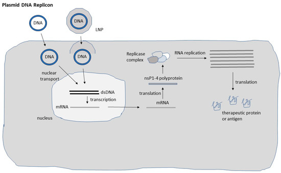 Application of DNA Replicons in Gene Therapy and Vaccine Development
