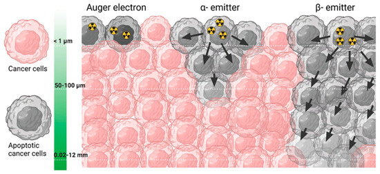 Advances in Radionuclides and Radiolabelled Peptides for Cancer ...