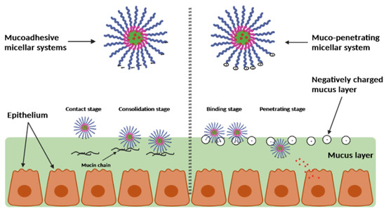 Polymeric Micellar Systems—A Special Emphasis on “Smart” Drug Delivery