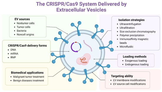 The CRISPR/Cas9 System Delivered by Extracellular Vesicles