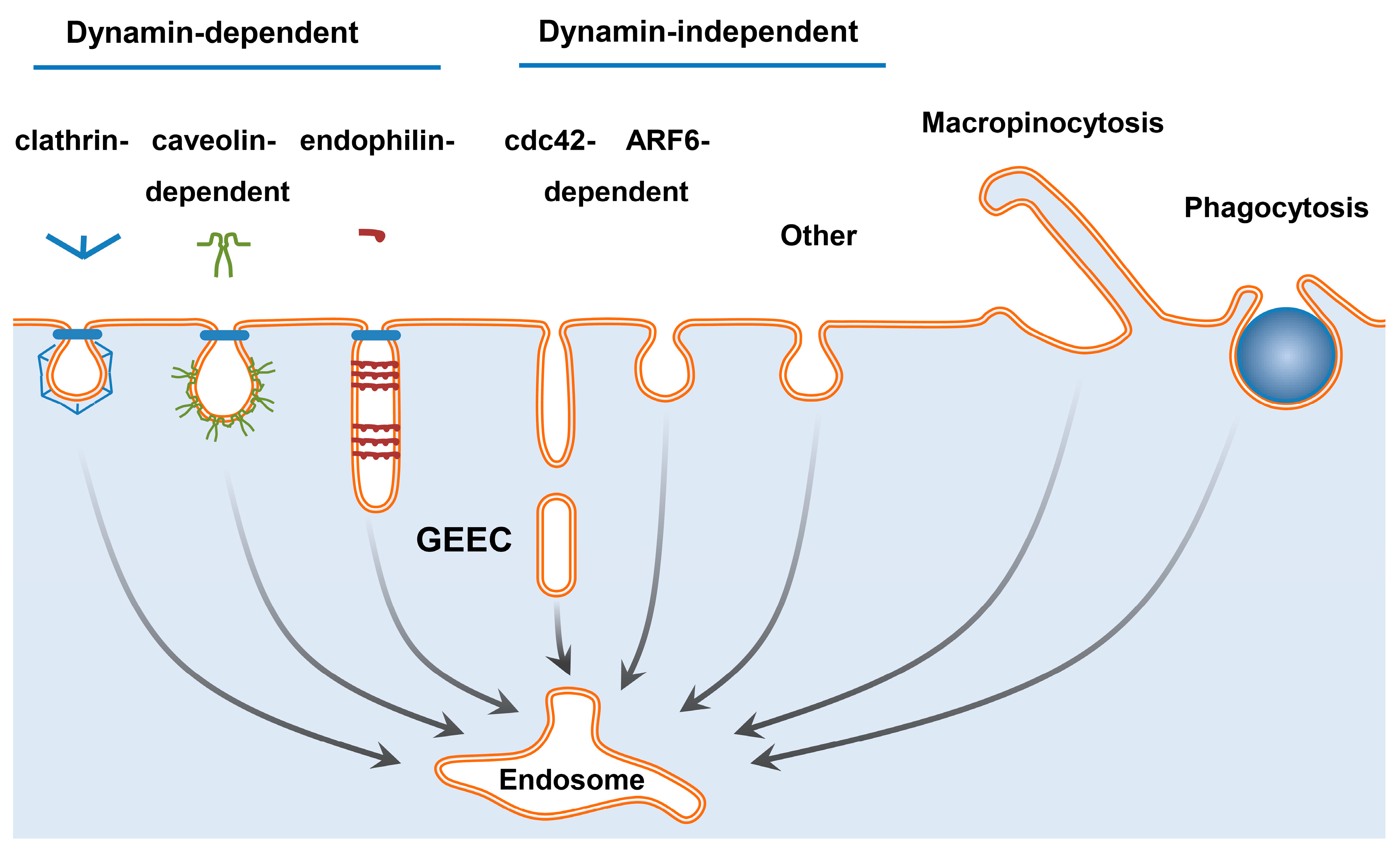 Prospects of Using Protein Engineering for Selective Drug Delivery into ...