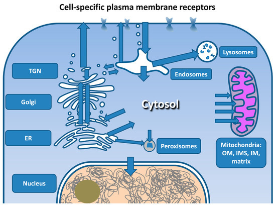 Prospects of Using Protein Engineering for Selective Drug Delivery into ...