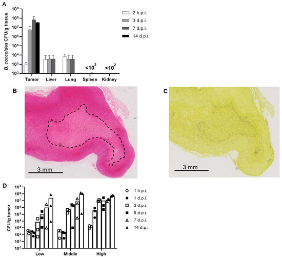 Blautia coccoides JCM1395T Achieved Intratumoral Growth with Minimal ...