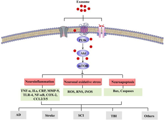 The Exosome-Mediated PI3K/Akt/mTOR Signaling Pathway in Neurological Diseases