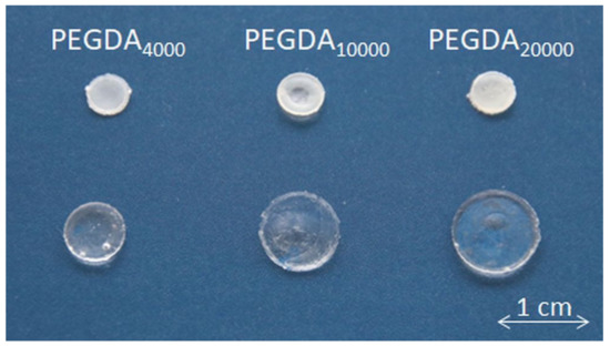 Influence of PEGDA Molecular Weight and Concentration on the In Vitro ...