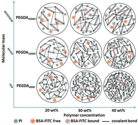 Influence of PEGDA Molecular Weight and Concentration on the In Vitro Release of the Model ...