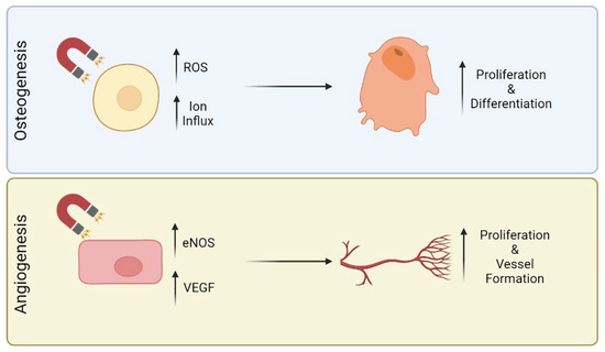 Magnetic Bone Tissue Engineering: Reviewing the Effects of Magnetic ...