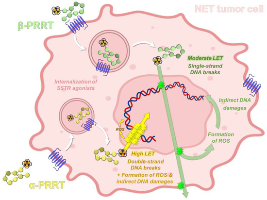 225Ac-Labeled Somatostatin Analogs in the Management of Neuroendocrine ...