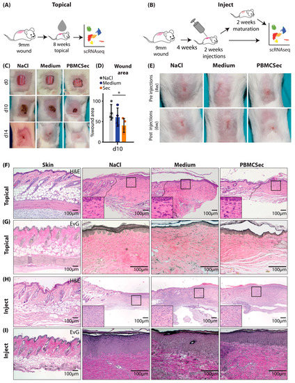 The Secretome of Irradiated Peripheral Mononuclear Cells Attenuates ...