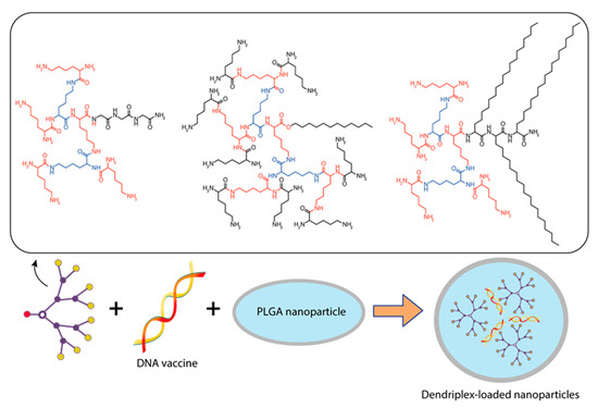 Pharmaceutics | Free Full-Text | Dendrimer-Mediated Delivery of DNA and ...