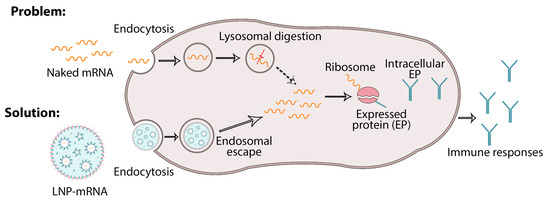 Lipid Nanoparticles as Promising Carriers for mRNA Vaccines for Viral ...