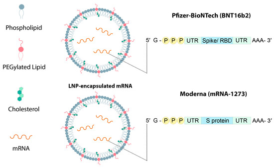 Lipid Nanoparticles as Promising Carriers for mRNA Vaccines for Viral Lung Infections