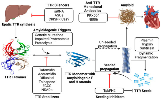 Pharmaceutics | Free Full-Text | Transthyretin Stabilizers and Seeding ...