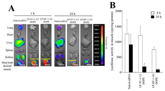Efficient mRNA Delivery with mRNA Lipoplexes Prepared Using a Modified ...
