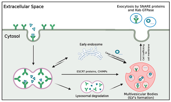 Mesenchymal Stem Cell-Derived Exosomes in Ophthalmology: A ...