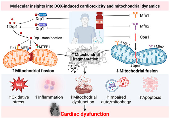 Recent Advances in Mitochondrial Fission/Fusion-Targeted Therapy in Doxorubicin-Induced ...
