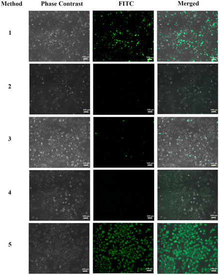 Folic Acid-Modified Ibrutinib-Loaded Silk Fibroin Nanoparticles for ...
