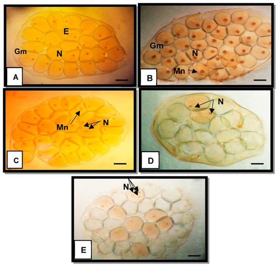 Molluscicidal and Larvicidal Potency of N-Heterocylic Analogs against ...