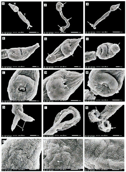 Molluscicidal and Larvicidal Potency of N-Heterocylic Analogs against ...