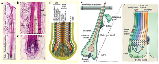 Innovative Strategies for Hair Regrowth and Skin Visualization