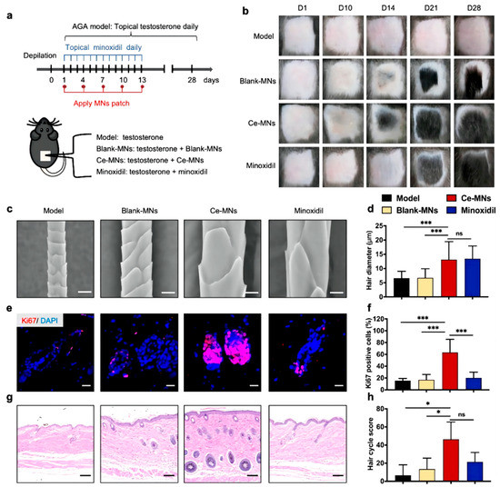 Innovative Strategies for Hair Regrowth and Skin Visualization