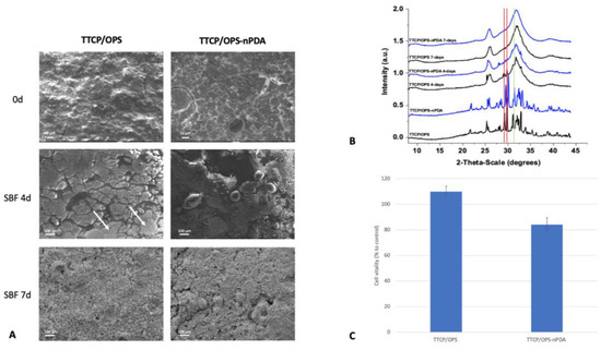 In Vitro and In Vivo Evaluation of a Bio-Inspired Adhesive for Bone ...