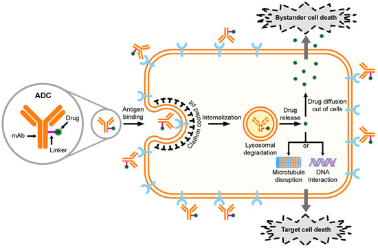 Pharmaceutics | Free Full-Text | Advances in Targeted Therapy of Breast ...