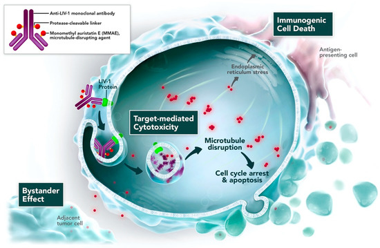 Advances in Targeted Therapy of Breast Cancer with Antibody-Drug Conjugate