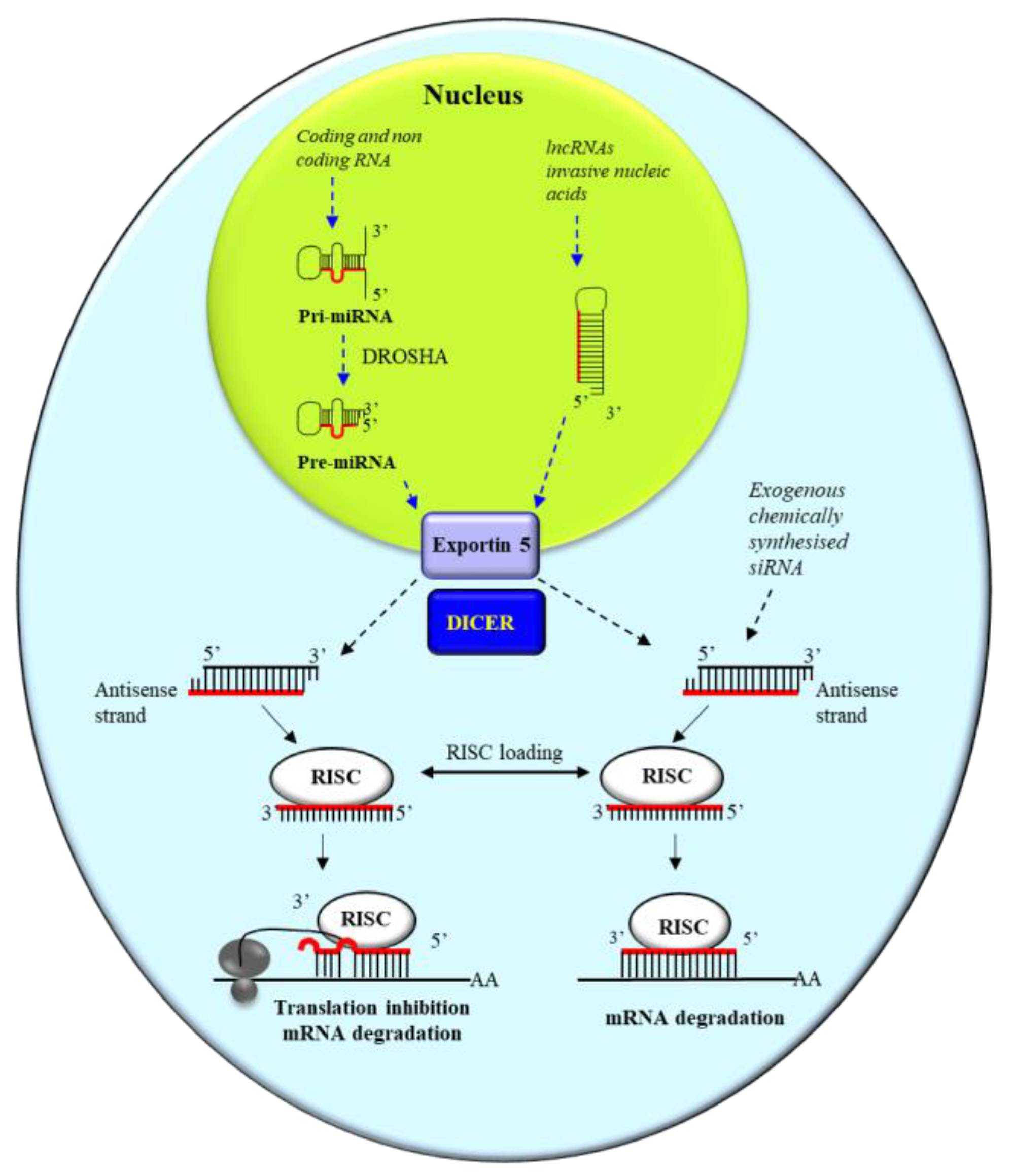 Pharmaceutics | Free Full-Text | Targeting Non-Coding RNAs for the ...