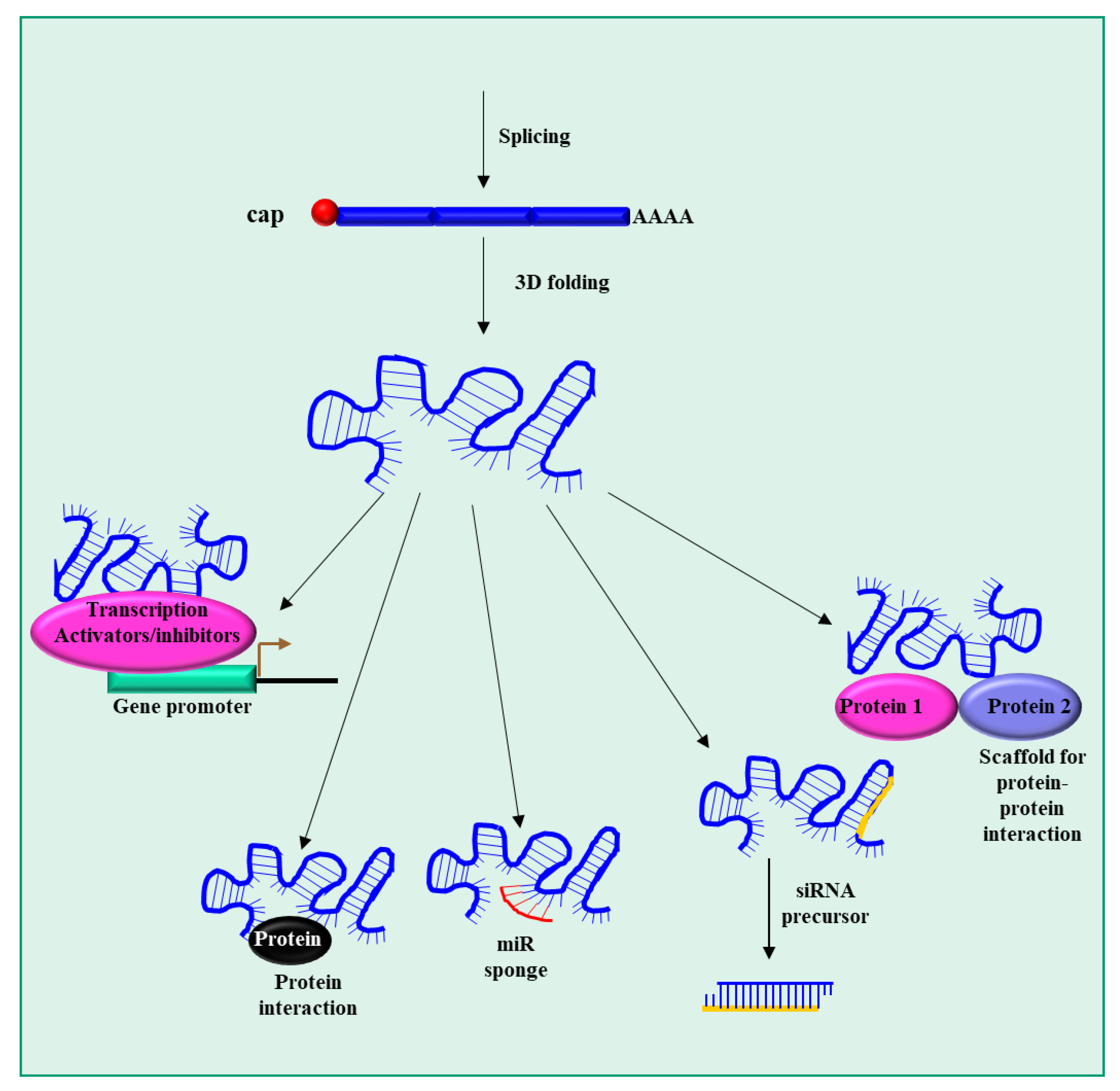 Pharmaceutics | Free Full-Text | Targeting Non-Coding RNAs for the ...