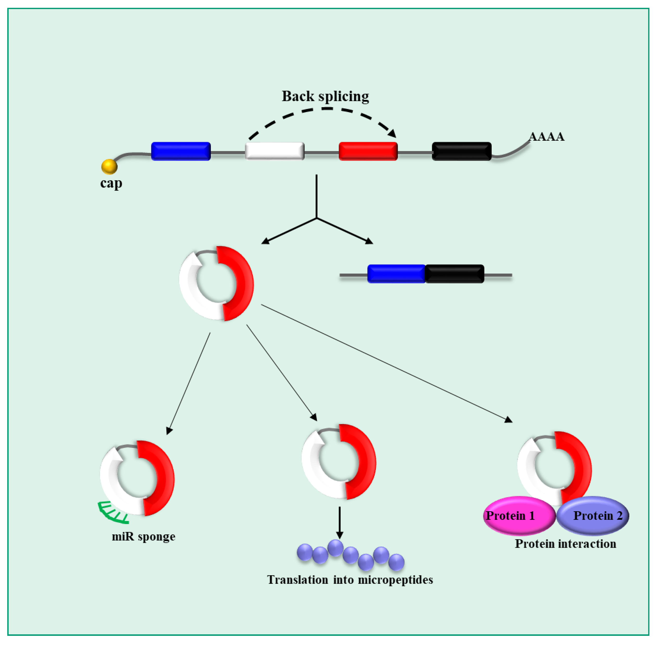 Pharmaceutics | Free Full-Text | Targeting Non-Coding RNAs for the ...