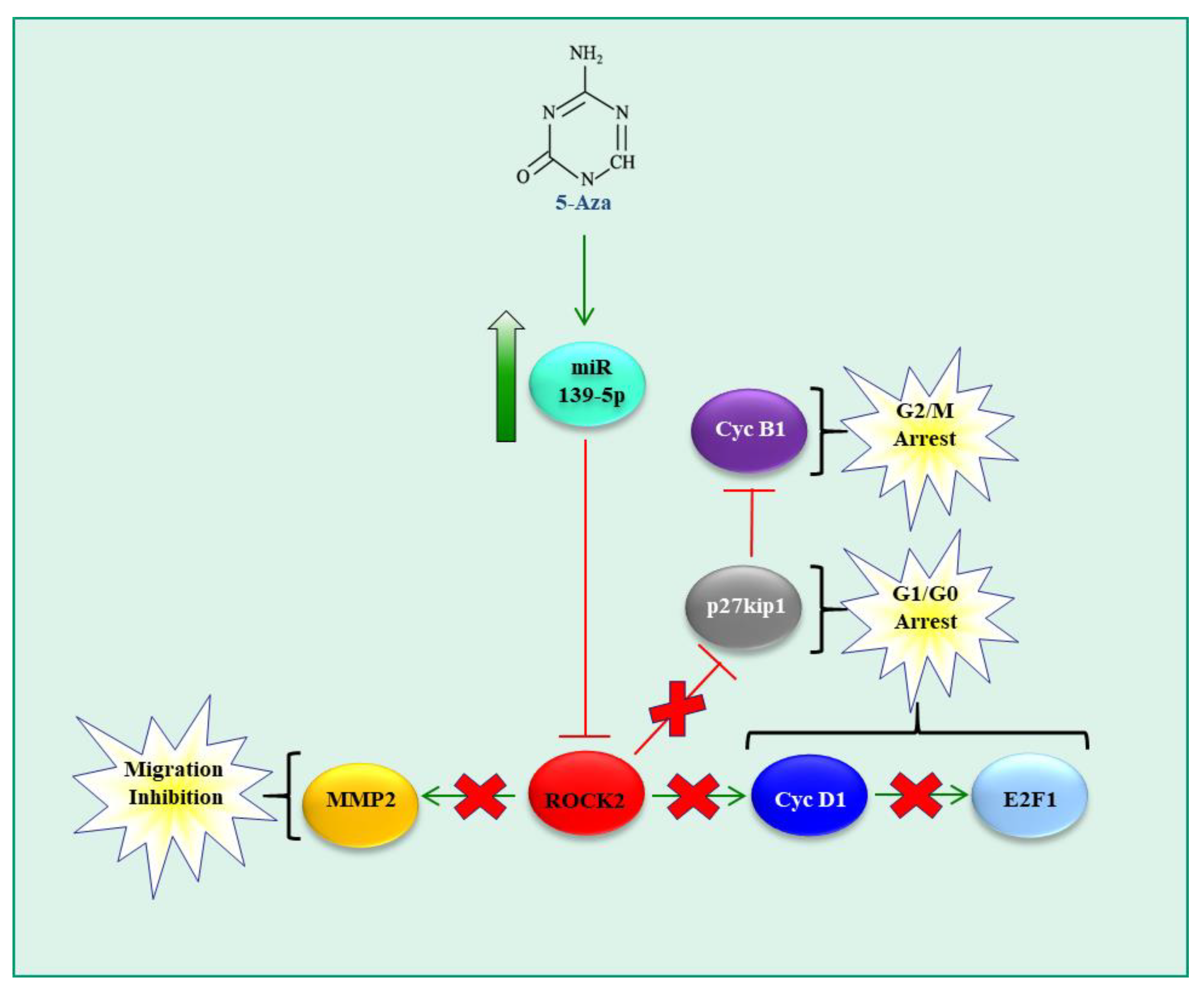 Pharmaceutics | Free Full-Text | Targeting Non-Coding RNAs for the ...