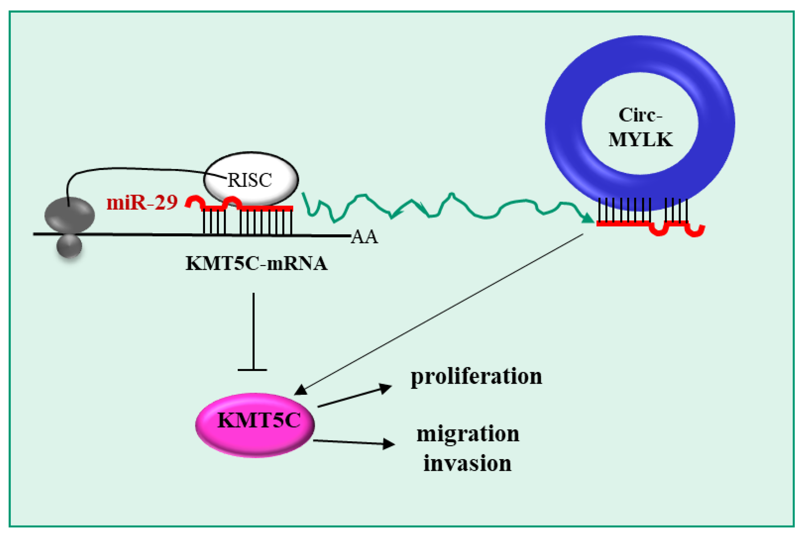 Pharmaceutics | Free Full-Text | Targeting Non-Coding RNAs for the ...